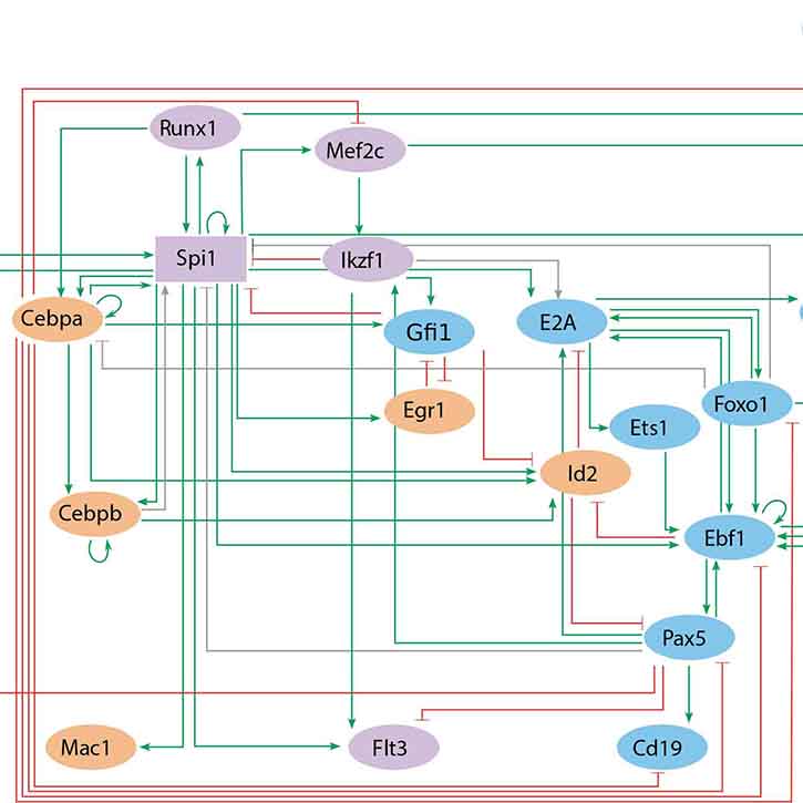 Finaliste prix de thèse SFBD 2018: Dr. Samuel Collombet - SFBD