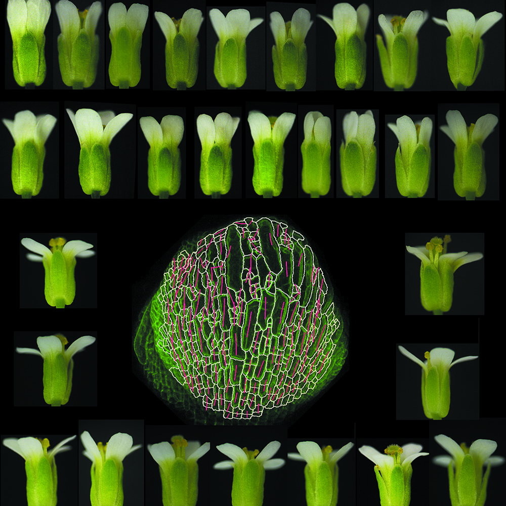 Prix de thèse SFBD 2018: Dr. Mathilde Dumond - SFBD