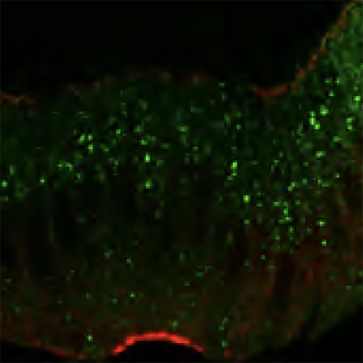 Finalist Thesis Prize SFBD 2018: Dr. Gantas Perez-Mockus - SFBD