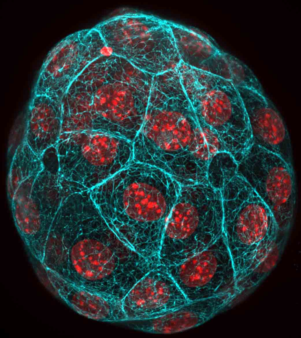 The SFBD signs the charter for gender-neutral communication (in French ...