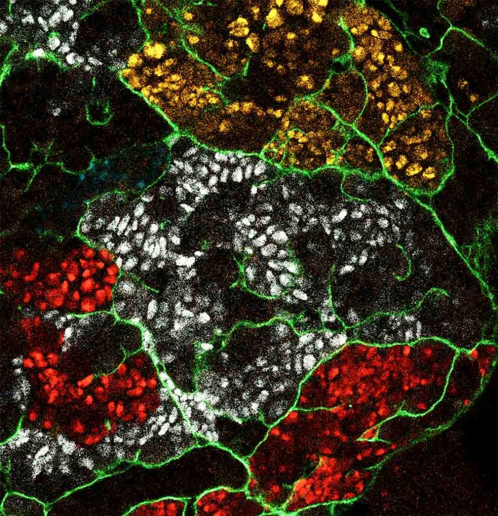Tribune: Pour une réforme respectueuse de la recherche publique - SFBD