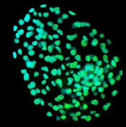 Funded PhD project in Jouy en Josas - SFBD