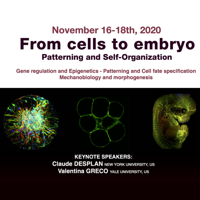 Meeting SFBD - From cells to embryo - SFBD