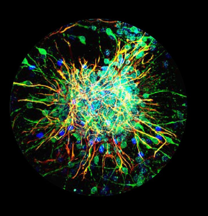 SFBD Meeting – From cells to embryo - Now 100% online - SFBD