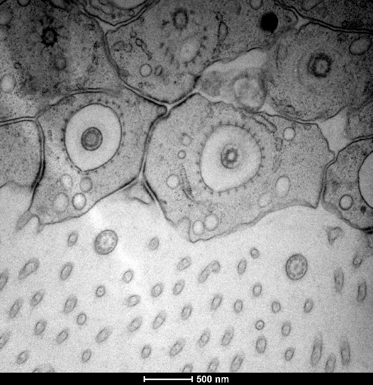 2022 SFBD board renewal - SFBD