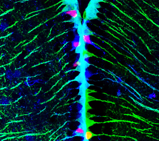 2020 Board Renewal - Société Française de Biologie du Développement