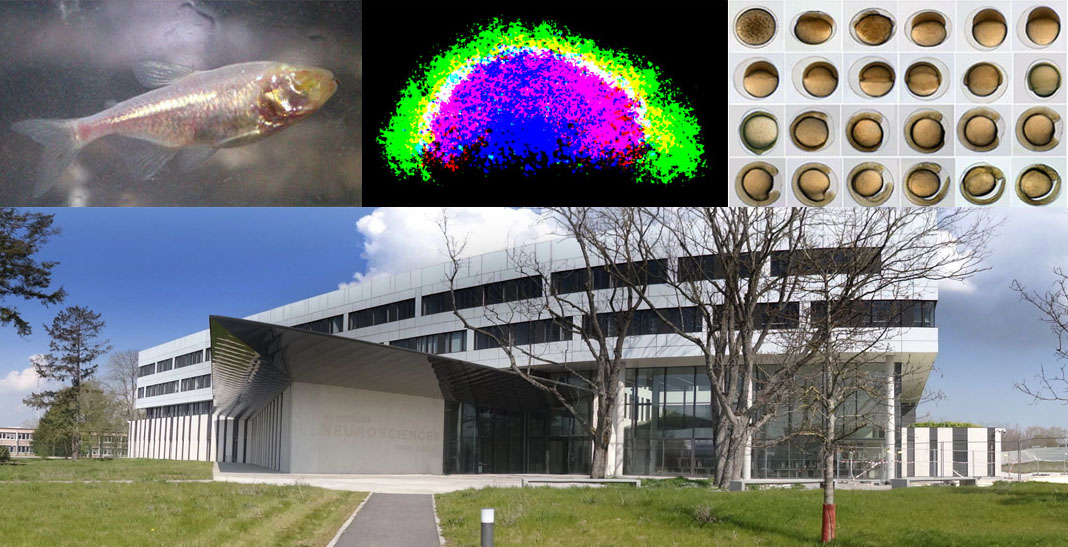 Post-doc at Paris-Saclay Institute of Neuroscience, France - Evolution ...