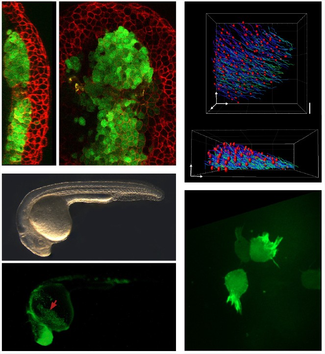 Postdoctoral position (M/F) – Cell migration in the early embryo - SFBD