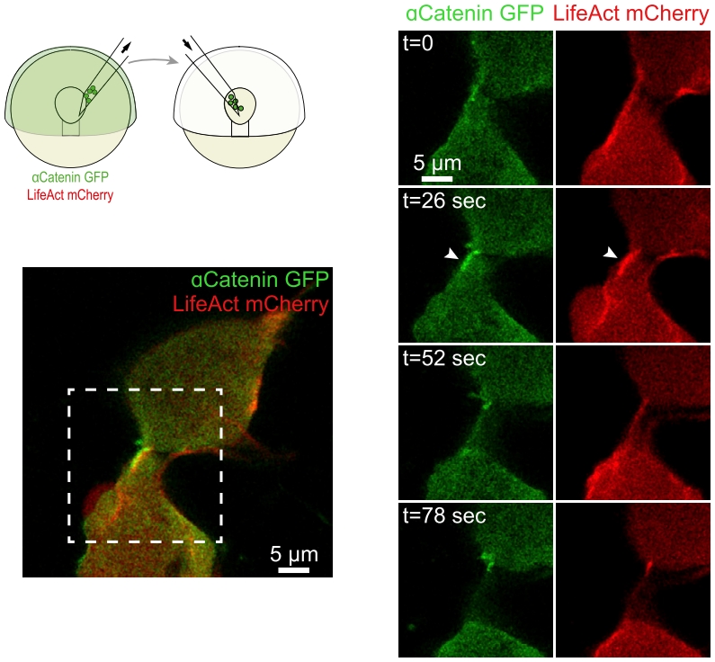 Honorable prize 2022: Dr. Arthur Boutillon - SFBD