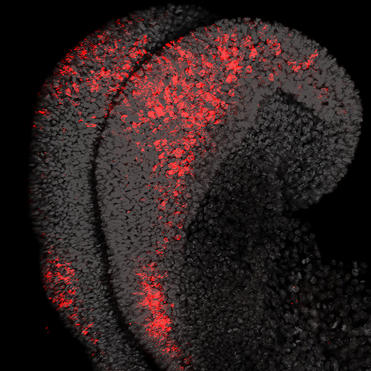 Postdoc position in Cell fate, plasticity and reprogramming - SFBD