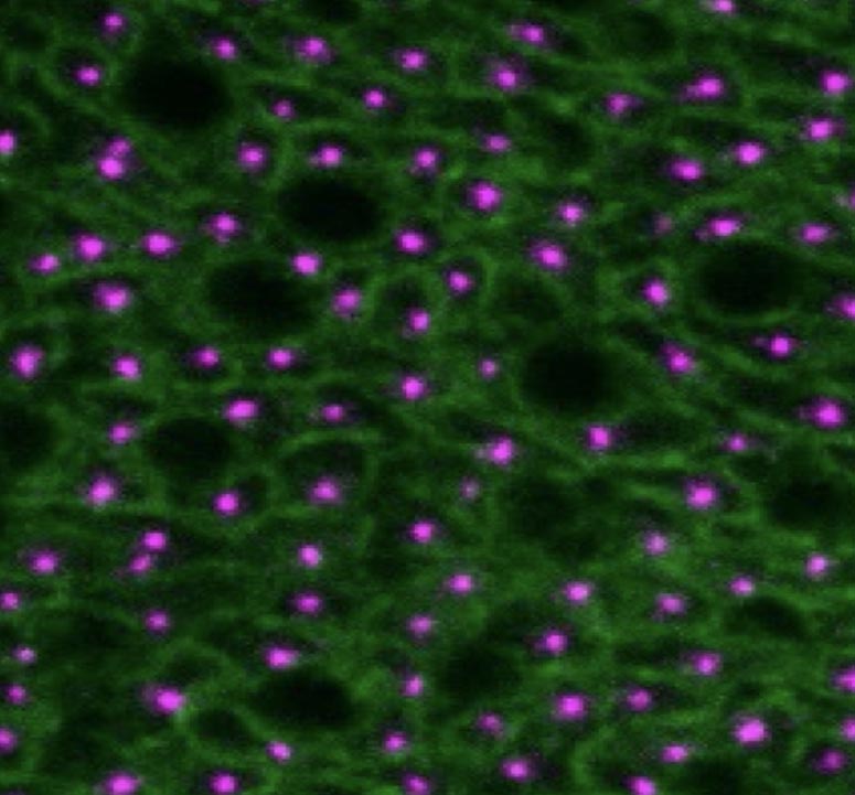 PhD in Cell Biology of Trichoplax adhaerens - SFBD