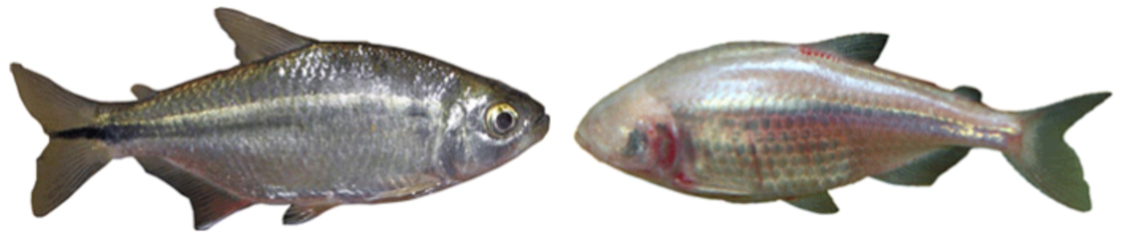 Thesis prize SFBD 2023: Dr. Julien Leclerc - SFBD