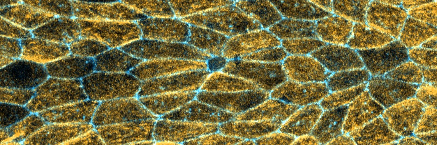 Accessit 2023: Dr. Alexis Villars - SFBD